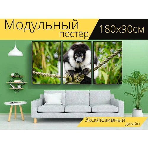 Модульный постер "Чернобелый лемур, мадагаскар, примат" 180 x 90 см. для интерьера