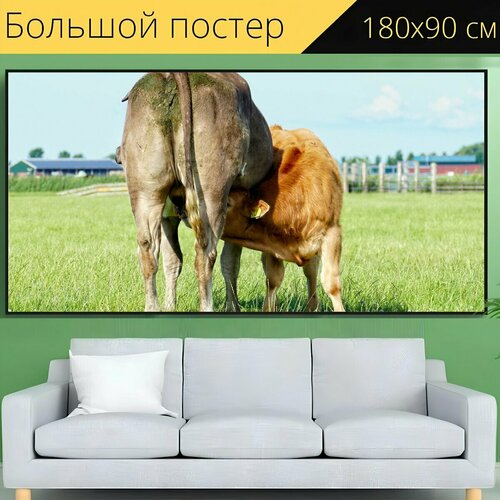 Большой постер "Корова, коровы, крупный рогатый скот" 180 x 90 см. для интерьера