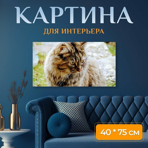 Картина на холсте "Кошка, камень, кошачий" на подрамнике 75х40 см. для интерьера