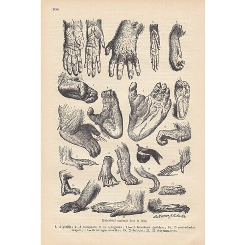 Плакат, постер на бумаге строение руки пятипалых лап/анатомия/иллюстрация. Размер 60 х 84 см