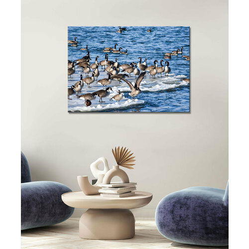 Картина - Гуси, гусь водоплавающая птица, серые гуси в воде (36) 60х80