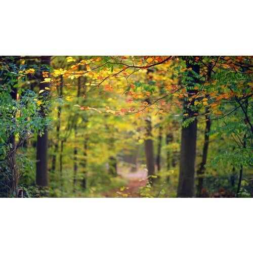 Картина на холсте 60x110 Альянс Лес "Осень лес цвета боке" на подрамнике / интерьер/ декор