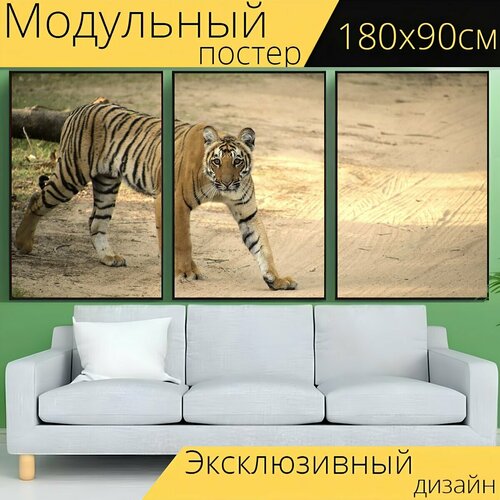 Модульный постер "Тигр, детеныш, джунгли" 180 x 90 см. для интерьера