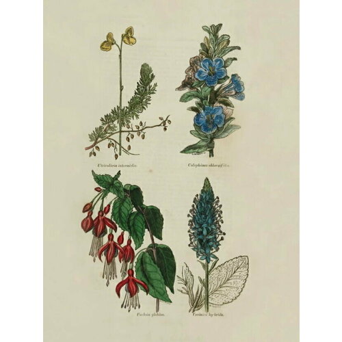 Плакат, постер на холсте Utricularia Intermedia, Calophanes Oblongifolia, Fuchsia Globosa, Veronioca Hybrida/искусство/арт. Размер 30 х 42 см