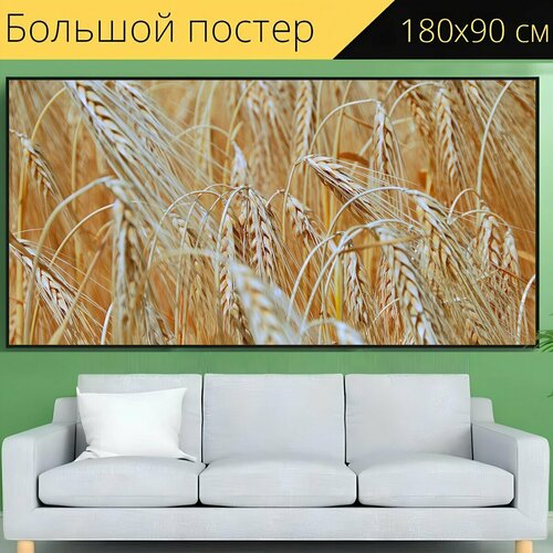 Большой постер "Пшеница, летом, урожай" 180 x 90 см. для интерьера
