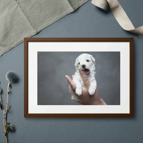 Постер "Белый щеночек в руках" Cool Eshe из коллекции "Природа", плакат А4