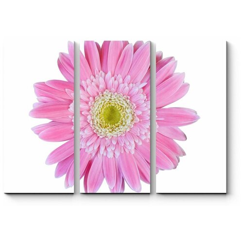 Модульная картина Ярко-розовая гербера140x100