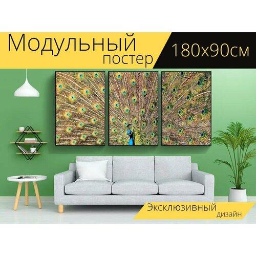Модульный постер "Павлин, павлинье колесо, птица" 180 x 90 см. для интерьера
