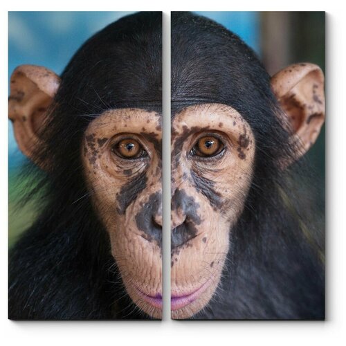 Модульная картина Очаровательный шимпанзе50x50