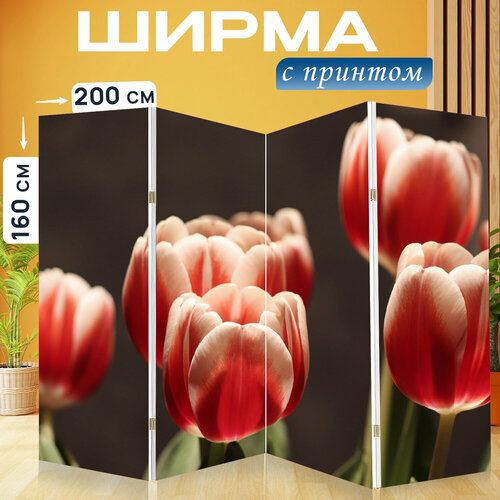 Ширма перегородка с принтом "Тюльпаны, наполовину закрытый, цвести" на холсте - 200x160 см. для зонирования, раскладная