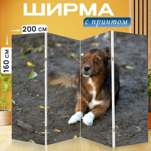 Ширма перегородка с принтом "Собака, маленький, очаровательны" на холсте - 200x160 см. для зонирования, раскладная