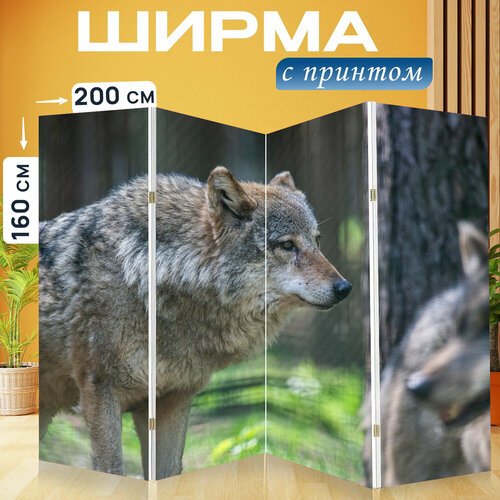 Ширма перегородка с принтом "Волк, животное, лес" на холсте - 200x160 см. для зонирования, раскладная
