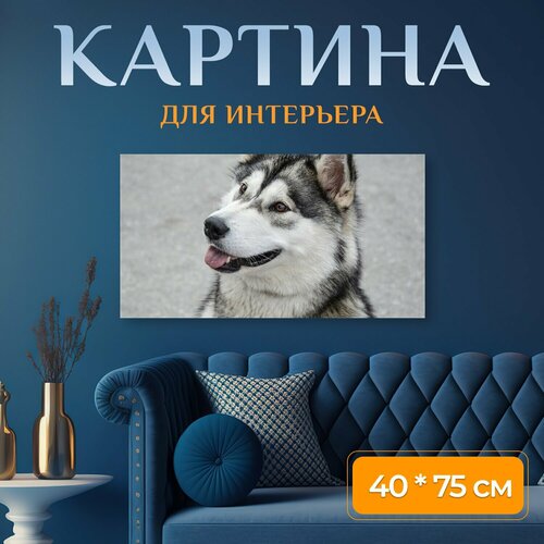 Картина на холсте "Собака, аляскинский, маламут" на подрамнике 75х40 см. для интерьера