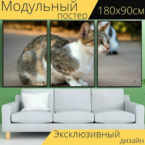 Модульный постер "Кот, млекопитающие, животные" 180 x 90 см. для интерьера