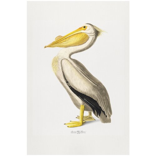Постер / Плакат / Картина Белый пеликан 40х50 см в подарочном тубусе