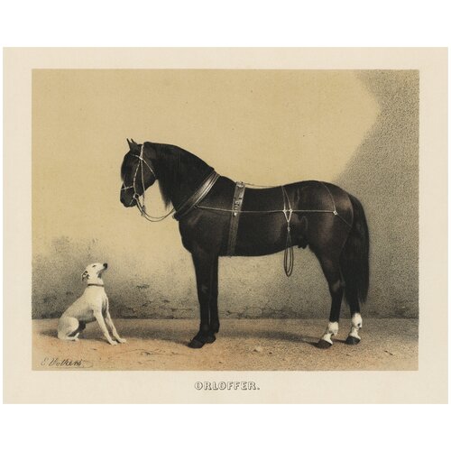 Постер / Плакат / Картина Орловская рысистая лошадь (Орлоффер) и белая собака 60х90 см в подарочном тубусе