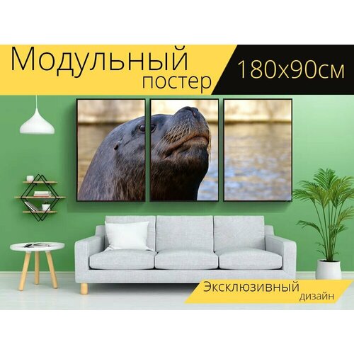 Модульный постер "Тюлень, морской лев, плавать" 180 x 90 см. для интерьера