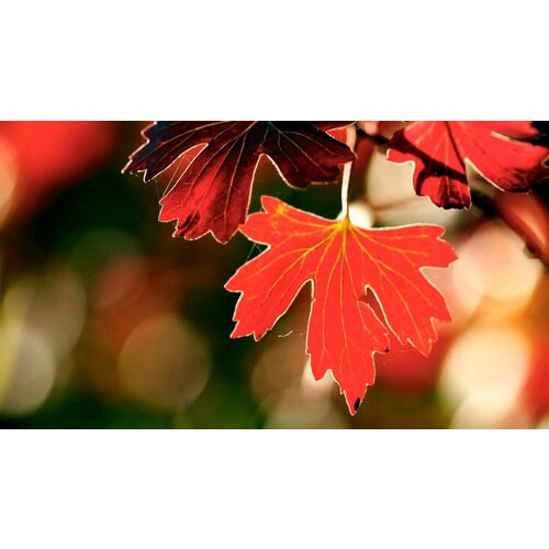 Картина на холсте 60x110 Альянс Лес "Ветка листва блики осень макро" на подрамнике / интерьер/ декор