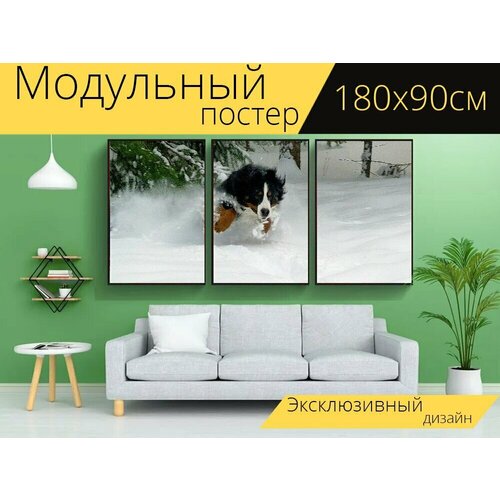 Модульный постер "Прыжки, собака, бернский зенненхунд" 180 x 90 см. для интерьера