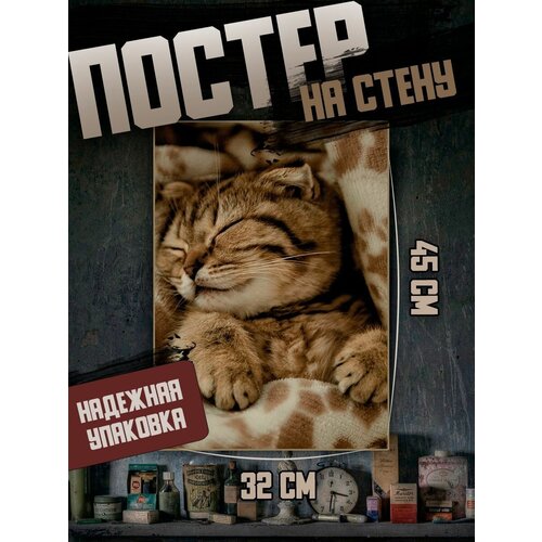 Постер на стену Милые котики