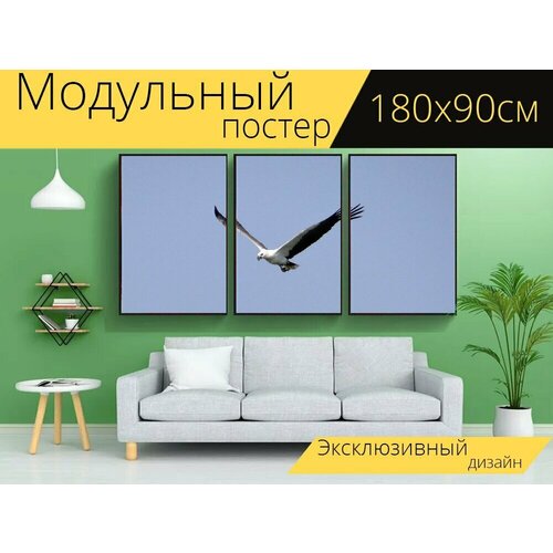 Модульный постер "Морской орел, орел, белобрюхий" 180 x 90 см. для интерьера