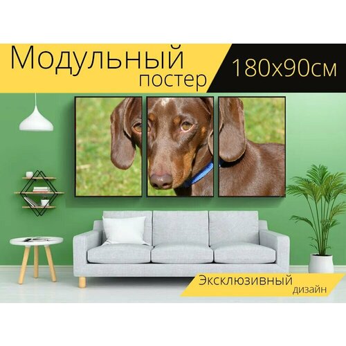 Модульный постер "Животное, такса, собака" 180 x 90 см. для интерьера