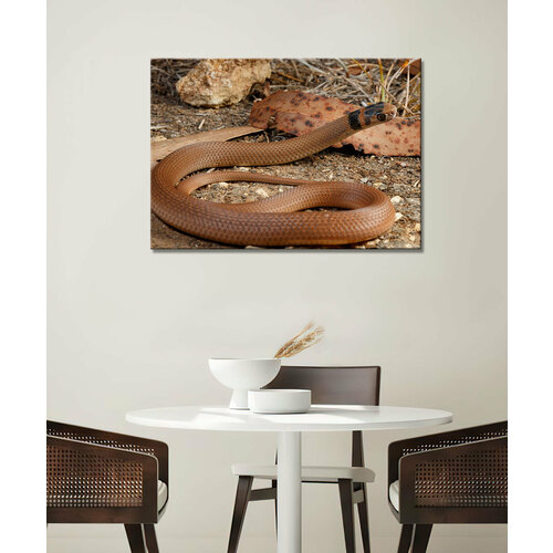 Картина - змея, сетчатая змея, коричневая змея, ядовитая змея, большая змея, кожа змеи (4) 40х60