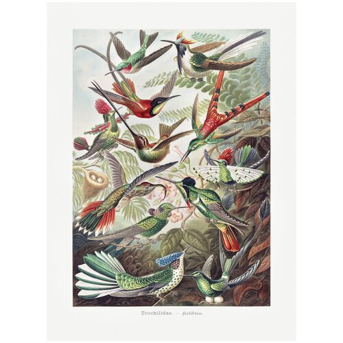 Постер / Плакат / Картина Райские птицы 50х70 см в подарочном тубусе