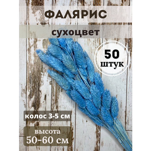 Натуральные сухоцветы фаляриса (Цвет: голубой)