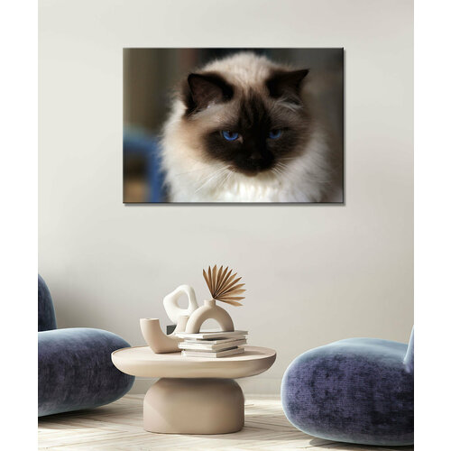 Картина - бирманская кошка, кот, белая шерсть, пушистая кошка, ласковая кошка (16) 60х80