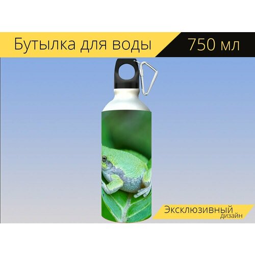 Бутылка фляга для воды "Квакша, лягушка, батрахиан" 750 мл. с карабином и принтом
