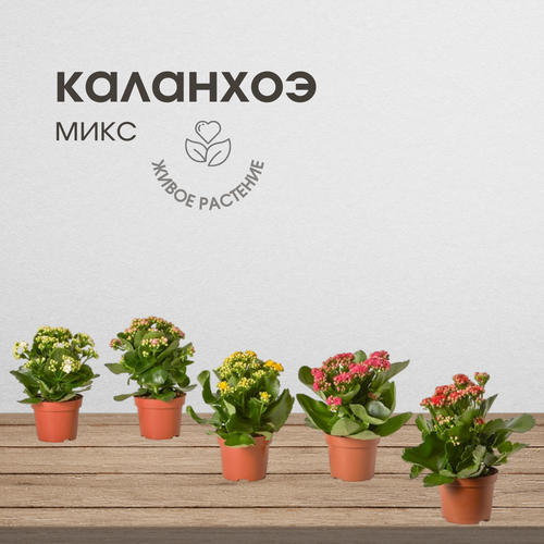 Каланхоэ, живое комнатное растение, высота 20-30 см, 1 штука