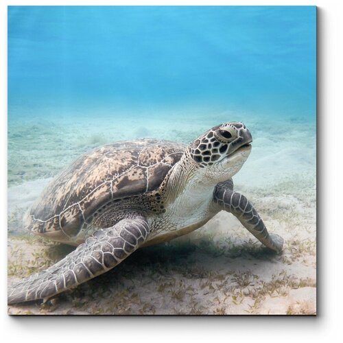 Модульная картина Чарующая подводная черепаха 70x70