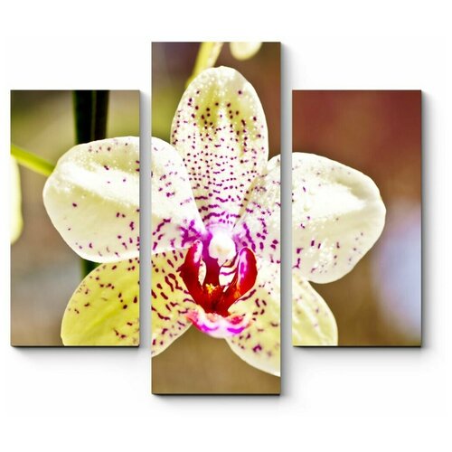 Модульная картина Тигровая орхидея 130x117