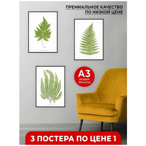 Набор постеров ботаника на стену 30x40 см