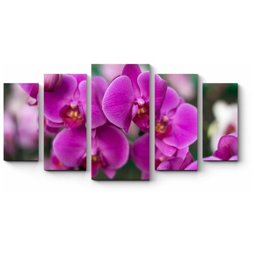 Модульная картина Прекрасные и нежные орхидеи 210x116
