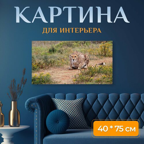 Картина на холсте "Гепард, хищник, дикое животное" на подрамнике 75х40 см. для интерьера