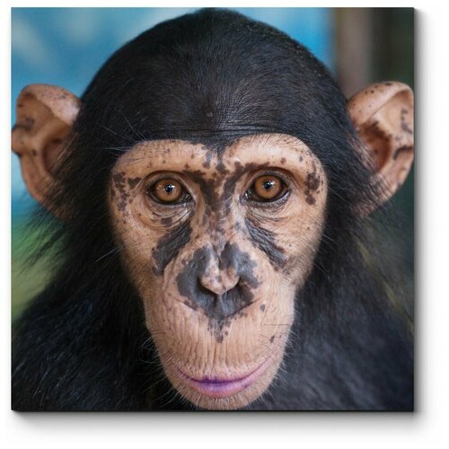 Модульная картина Очаровательный шимпанзе90x90