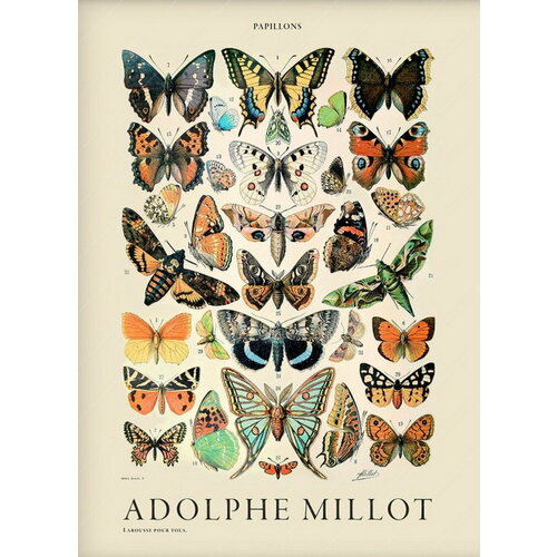 Плакат, постер иллюстрация чешуекрылые, бабочки на холсте, размер 60х84см
