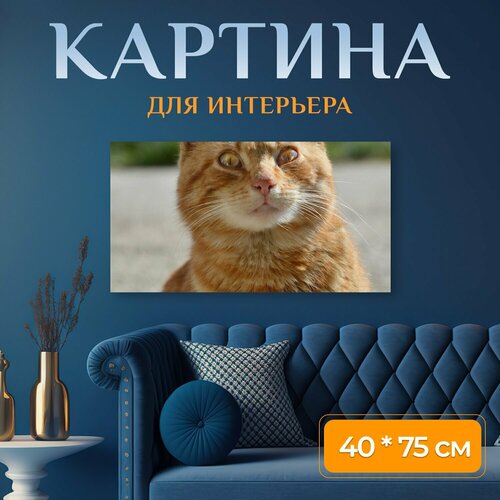 Картина на холсте "Кошка, кот, животное" на подрамнике 75х40 см. для интерьера