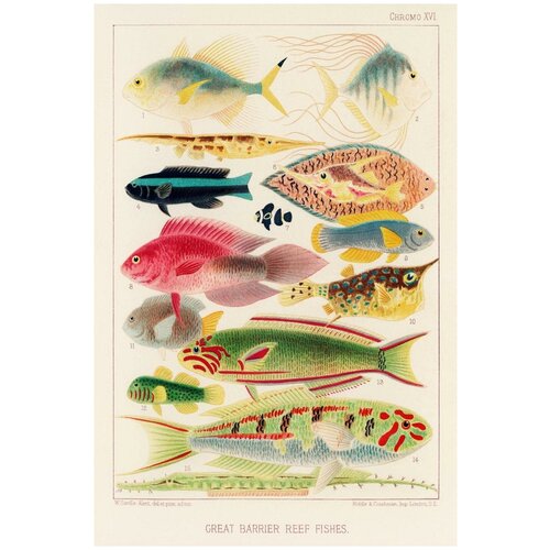 Постер / Плакат / Картина Рыбы - Многообразие рыб 60х90 см в подарочном тубусе