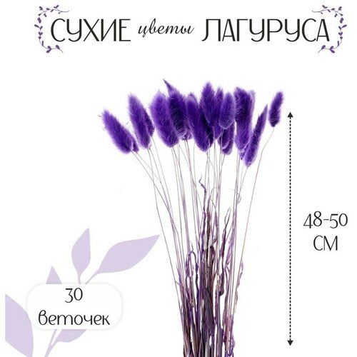 Сухие цветы лагуруса, набор 30 шт, цвет фиолетовый