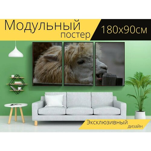 Модульный постер "Животное, альпака, шерсть" 180 x 90 см. для интерьера