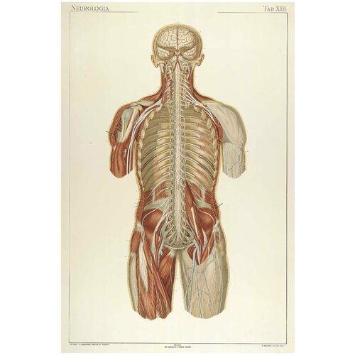 Постер / Плакат / Картина Анатомия - Строение корпуса человека 50х70 см в раме
