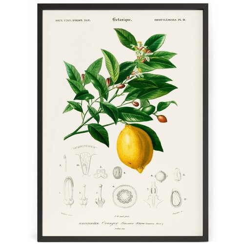 Плакат на стену с лимоном 70 x 50 см в тубусе