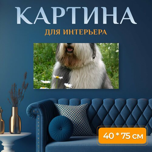Картина на холсте "Собака, бобтейл, ромашки" на подрамнике 75х40 см. для интерьера