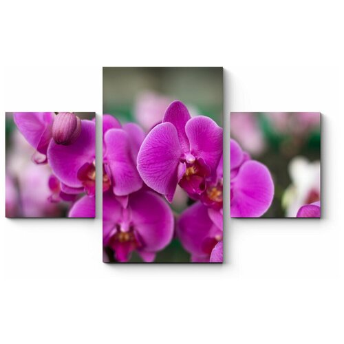 Модульная картина Прекрасные и нежные орхидеи 90x59