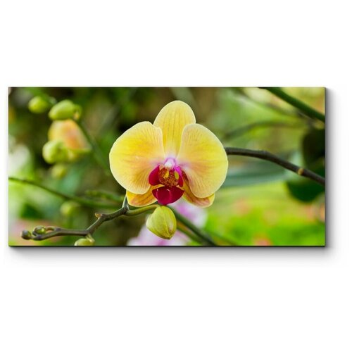 Модульная картина Тропическая орхидея, цветущая в летнем саду 40x20