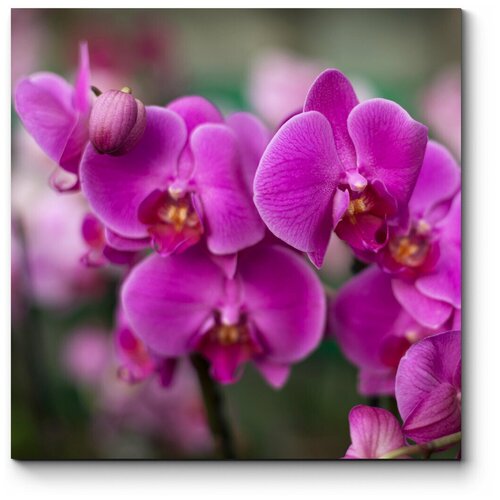 Модульная картина Прекрасные и нежные орхидеи 110x110