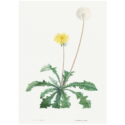 Постер / Плакат / Картина Цветы и растения - Цветущий Одуванчик 90х120 см в подарочном тубусе